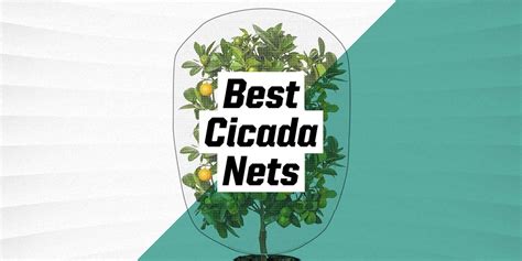 The Best Cicada Nets For Summer 2021