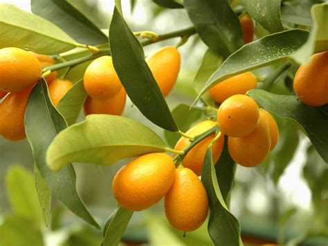 Download Fresh Ripe Kumquat Fruits On Tree Wallpaper