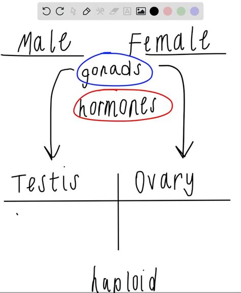 Solvedhow Are The Human Male And Female Reproductive Tracts Similar