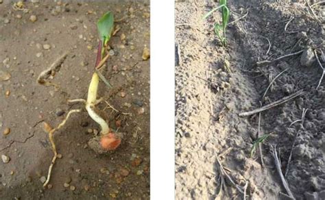 Starter Fertilizer Placement And Rate Suggestions