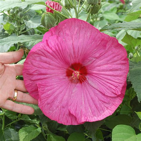 Shop Hibiscus Luna Rose J Parkers