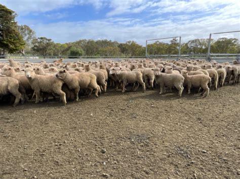 Lot 830 385 Mixed Sex Lambs Auctionsplus