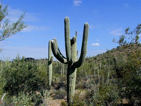 Guide Dentretien Complet Et Mis à Jour Pour Le Cactus Saguaro