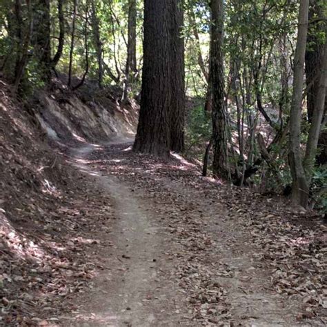 Bay Area Ridge Trail Sanborn County Park And Castle Rock State Park
