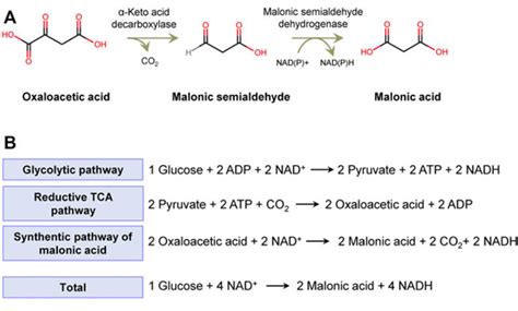 The Synthesis Method Of Malonic Acidchemicalbook