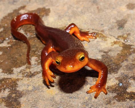 Cool Science නූට්ටා Newt උභයජීවී හෙවත් ඇම්ෆීබියා Facebook