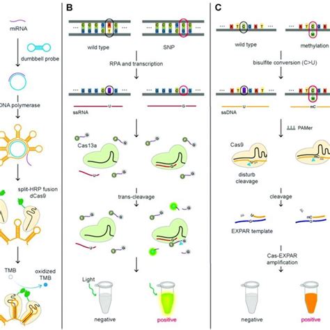 The Crispr Cas Based Detection Of The Mirna Snp And Dna Methylation