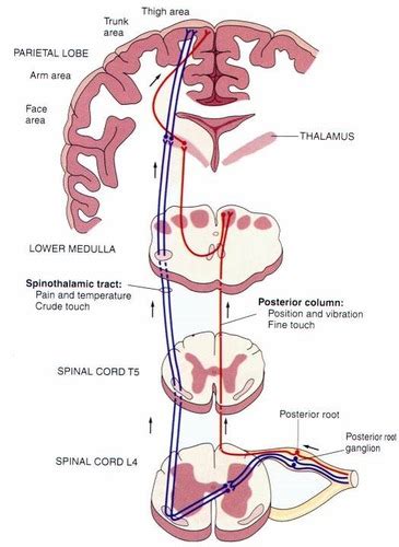 nsg 316 ch 24 neurologic system flashcards quizlet
