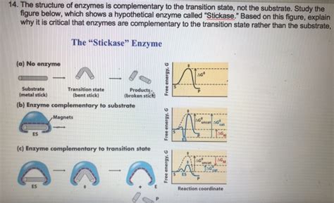 Solved 14 The Structure Of Enzymes Is Complementary To The
