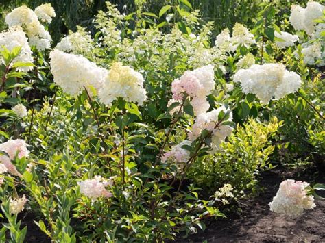 Tips For Growing Hydrangea Trees In Any Garden