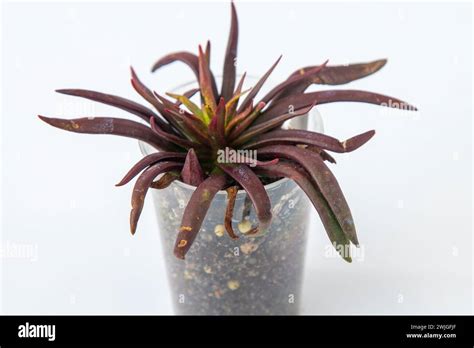 Crassula Devils Horn Plant Succulent Little Flower On White Background