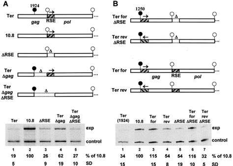 Movement Of The Rse Next To A Premature Termination Codon Increases Rna