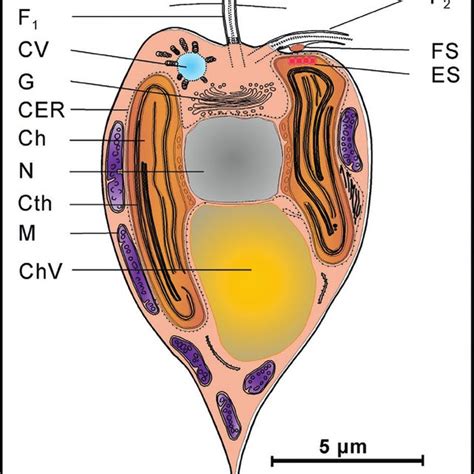 Illustrations Of 11 Loricate Andor Colonial Chrysophytes A