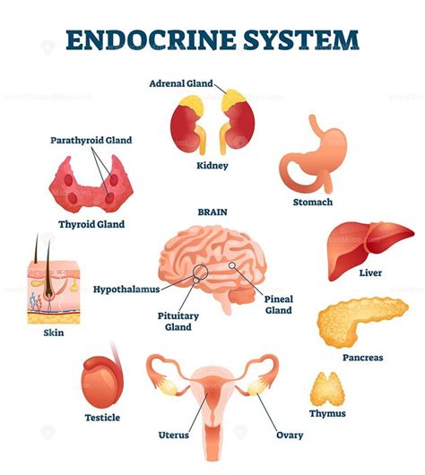 Diagram Of The Endocrine System With Labels Endocrine System