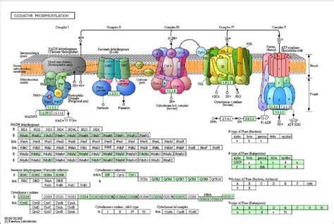The Diagram Of Oxidative Phosphorylation Disorder Including All Enzymes
