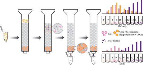 Dual Mode Chromatography Dmc Separates Molecules Based On Both Size