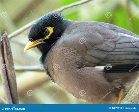 Myna Bird Acridotheres Tristis On A Background Of Green Grass Starling Myna Mynah Green Grass