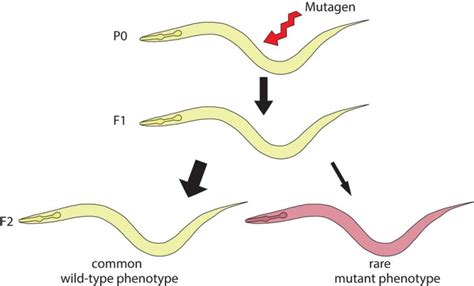 Difference Between Forward And Reverse Mutation Compare The Difference Between Similar Terms