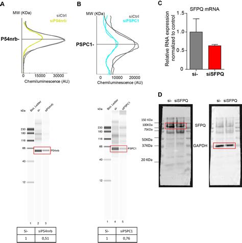 Figures And Data In Long Non Coding Rna Neat1 And Paraspeckle
