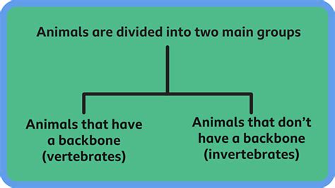 What Is Classification Ks2 Science Curriculum Bbc Bitesize