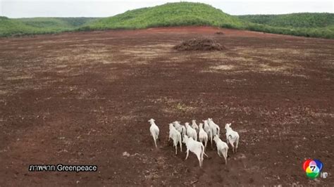 ข่าวทุ่งหญ้าสะวันนาในบราซิล ถูกทำลายมากที่สุดในรอบ 7 ปี