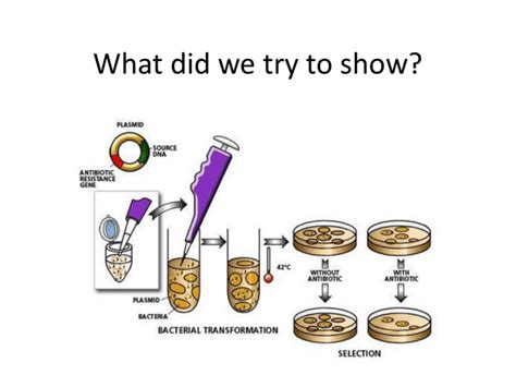 Bacterial Transformation Lab Manual