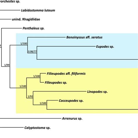 Maximum Likelihoodbayesian Interference Tree Topologically