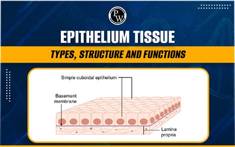 Epithelial Tissue Structure