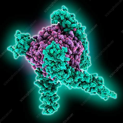 Tumour Necrosis Factor Complex Stock Image C035 5749 Science