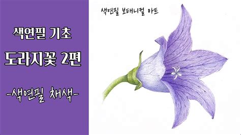 색연필기초도라지꽃 2편색연필 채색편색연필 보태니컬아트 기초colored Pencils Botanical Art Youtube