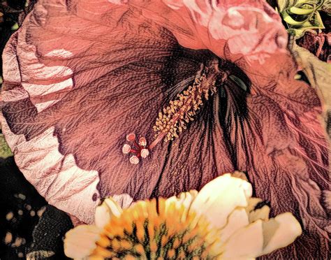 Hibiscus Sex In A Simulated Charcoal Sketch Photograph By Bill Swartwout Fine Art America