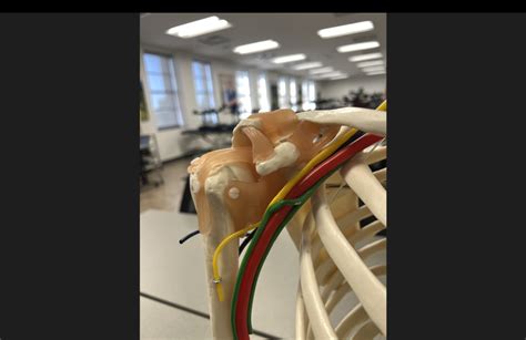 Shoulder Ligaments 1 Diagram Quizlet