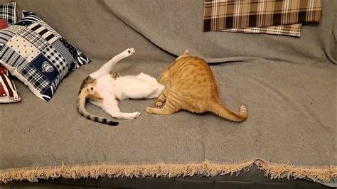 τα γατια μας Youtube