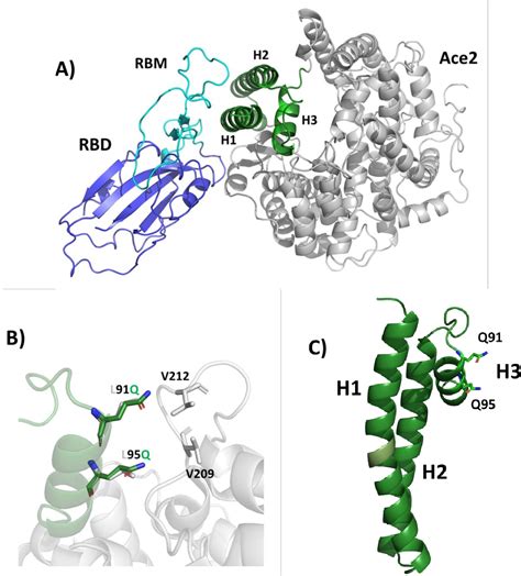 Figure 1 From Structure Based Development Of Sars Cov 2 Spike