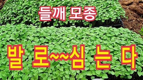들깨귀농텃밭~모종 이식 혼자서1000평~발로심기 Youtube