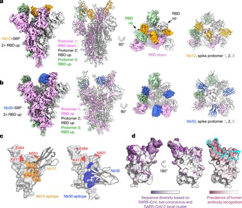 Structures Of Leading Nanobodies In Complex With Sars Cov 2 Spike A