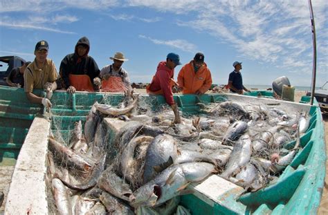Laute Liebe Dieser Fisch Sex Kann Taub Machen Wissen
