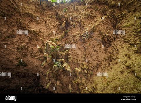 The Remains Of Homo Floresiensis An Extinct Species In The Genus Homo