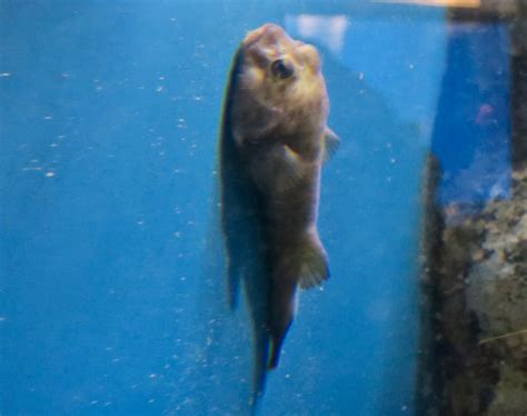 Rocksuckergiant Clingfish Chorisochismus Dentex Zoochat