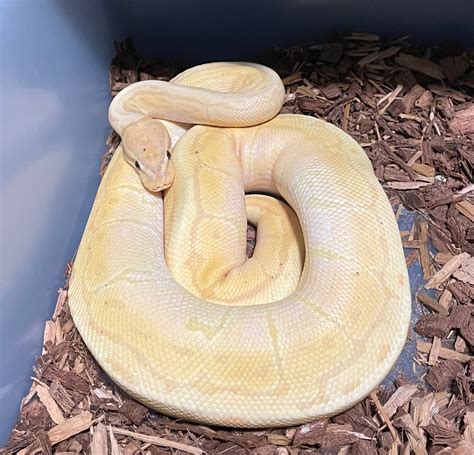 Banana Pinstripe Ball Python By Swahn Serpents Morphmarket