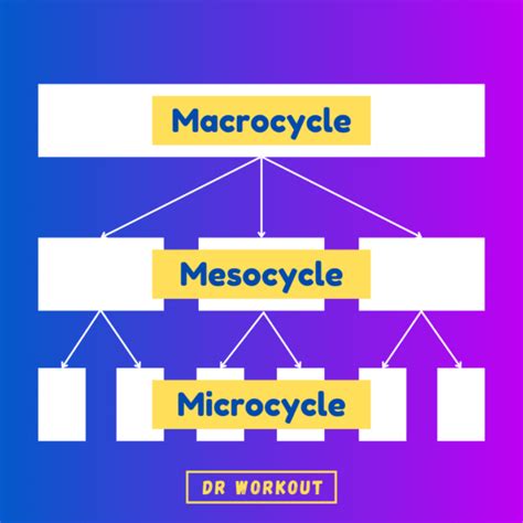 Guide To Macrocycle Mesocycle And Microcycle Detailed Examples For Effective Training