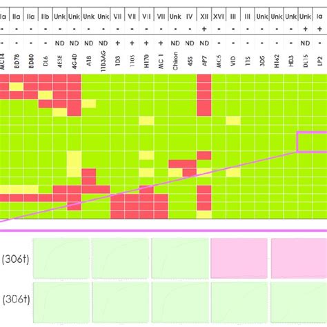 Epitope Mapping Of Mabs To Mutants Of Gd Mabs Without Previous