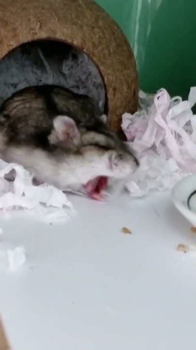 햄스터 하품 Youtube