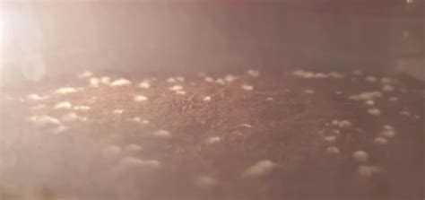 [general] The Colonization On My Substrate Is Mostly At The Bottom 2nd Pic While At The Top