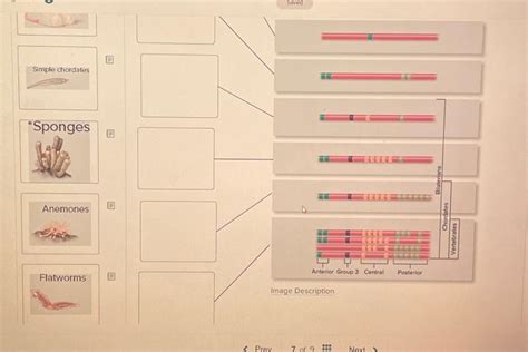 Solved Match Each Organism To Its Number And Arrangement Of