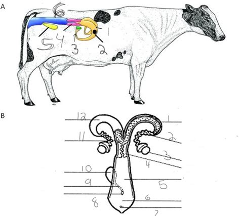 Week 1 Artificial Insemination Cattle Diagrams Diagram Quizlet