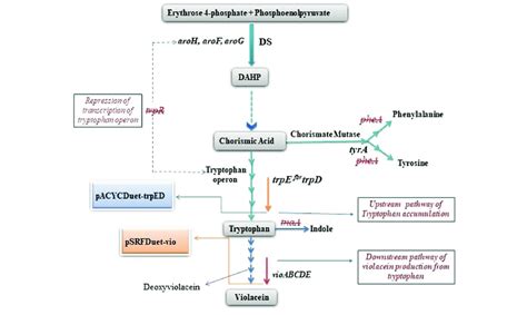 Metabolic Engineering For The Accumulation Of Tryptophan The Red Cross Download Scientific