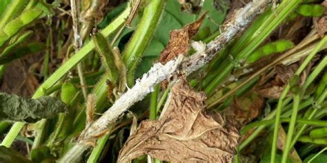 Stem Rot Disease In Plants Symptoms Treatment Prevention