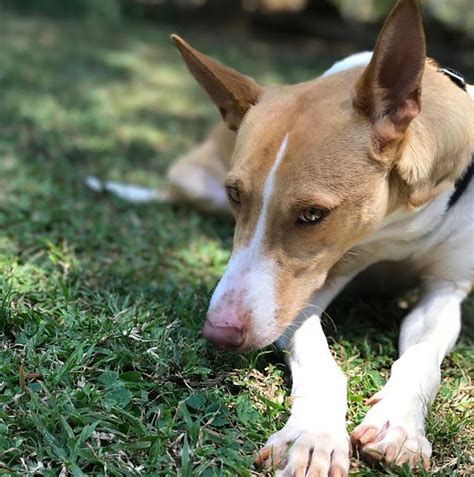 23 Most Interesting Basenji Mixes — Its Yodel Time