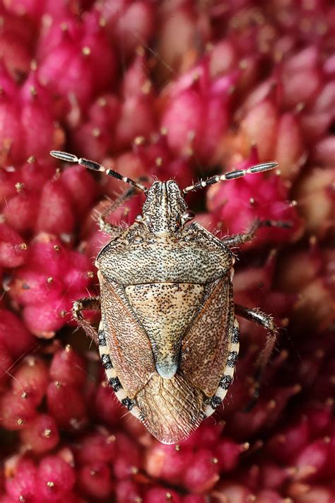 Hairy Shieldbug Dolycoris Baccarum 1 Hairy Shieldbug Flickr